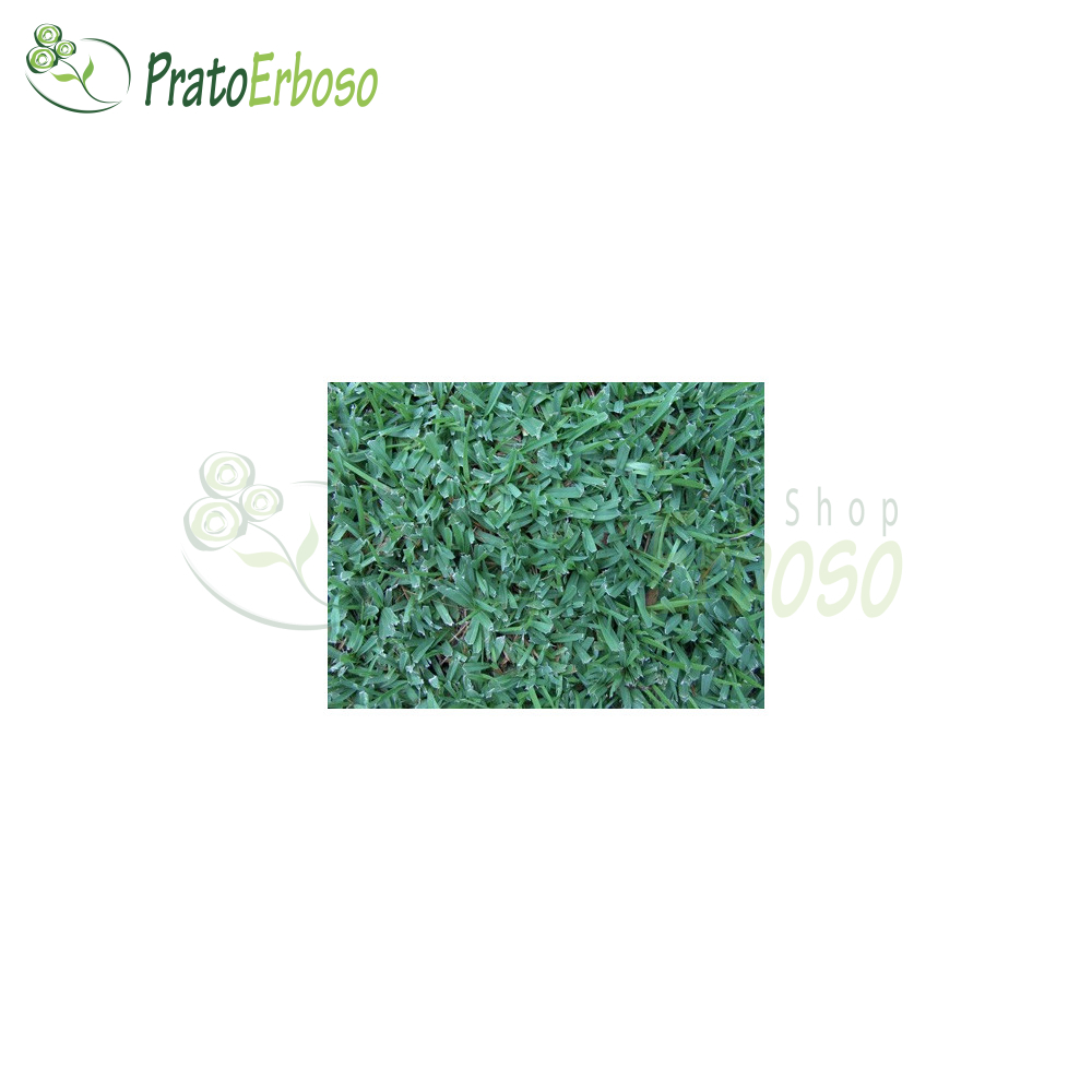 Césped RÚSTICO - Césped con césped