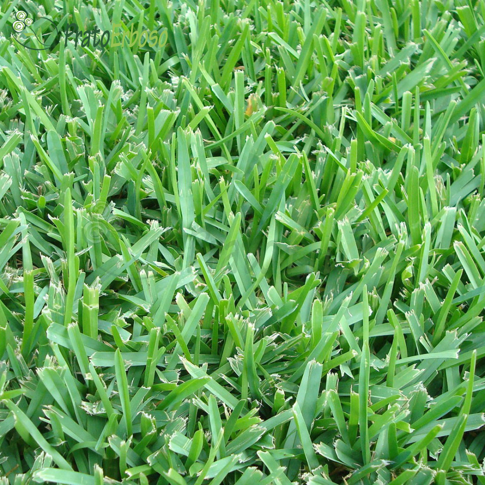 Césped RÚSTICO - Césped con césped