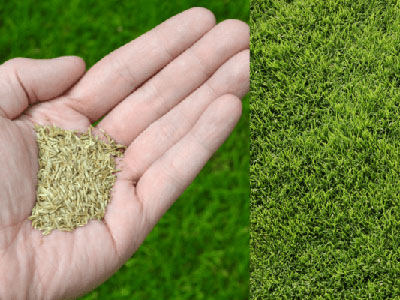 Turf: essences and varieties
