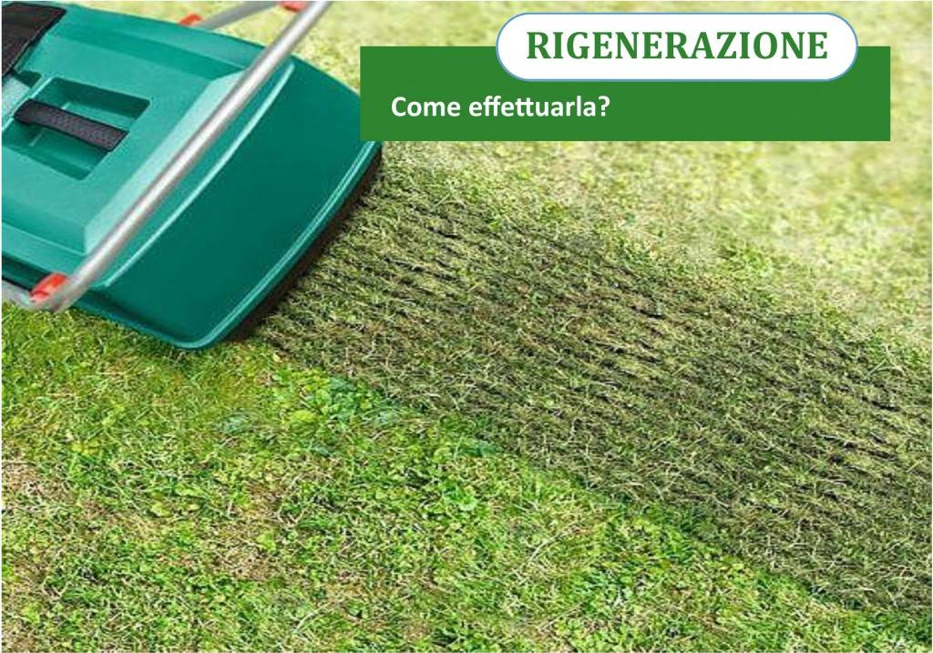 The spring regeneration of the lawn. How to do it?